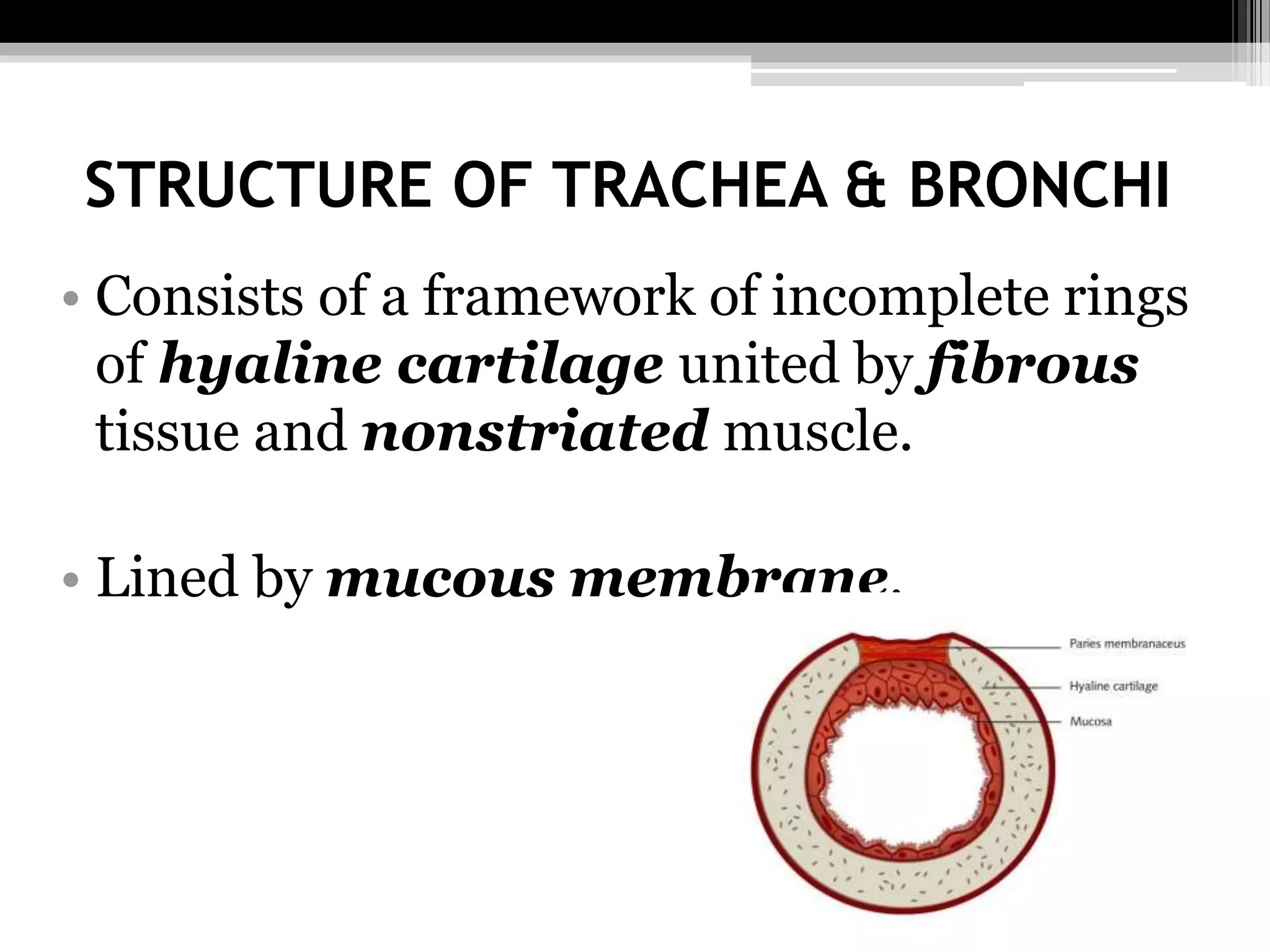 ANATOMY OF TRACHEOBRONCHIAL TREE.pptx