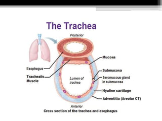 ANATOMY OF TRACHEOBRONCHIAL TREE.pptx