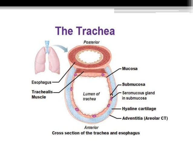 ANATOMY OF TRACHEOBRONCHIAL TREE.pptx