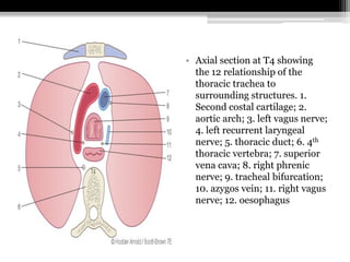 ANATOMY OF TRACHEOBRONCHIAL TREE.pptx