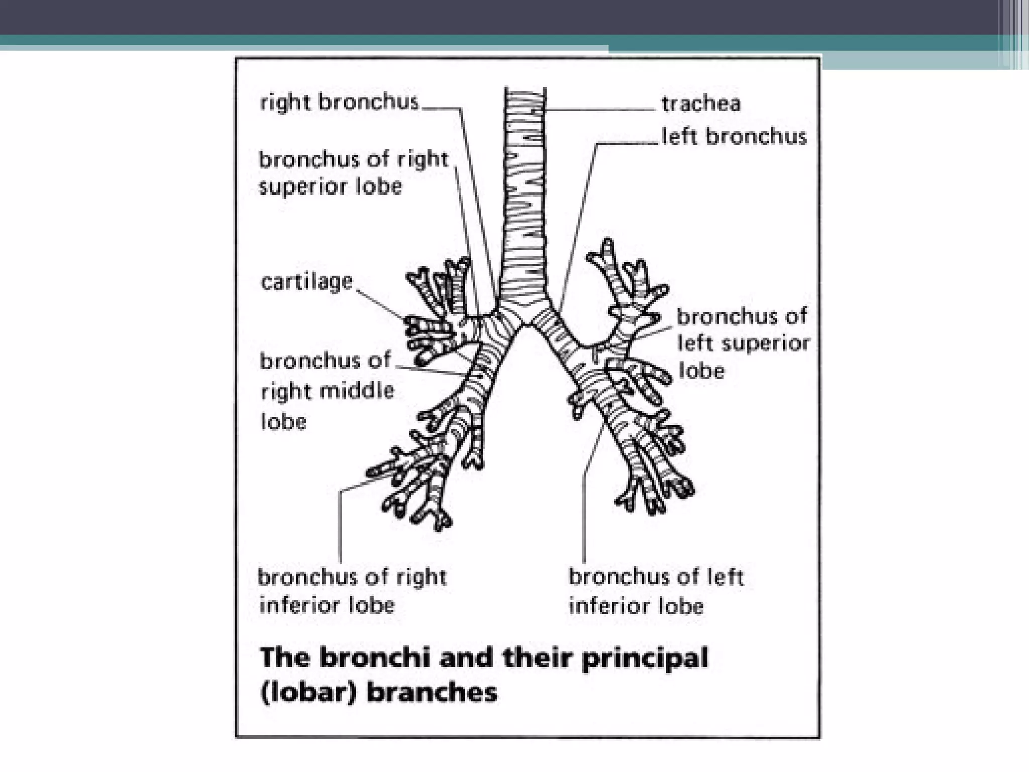 Anatomy of tracheobroncial tree | PPT