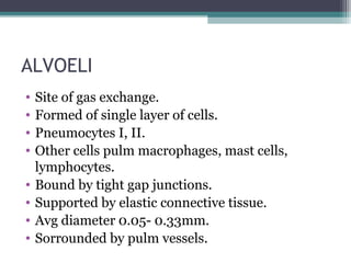 Anatomy of tracheobroncial tree | PPT