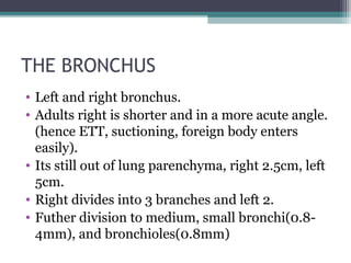 Anatomy of tracheobroncial tree | PPT