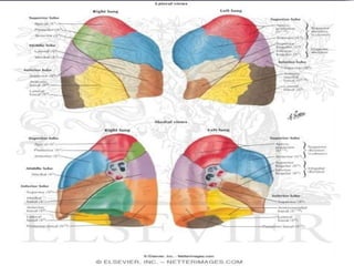Bronchial Tree Netter