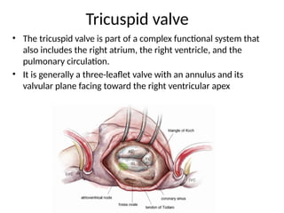 Anatomy of Tricuspid valve hjskwkek.pptx