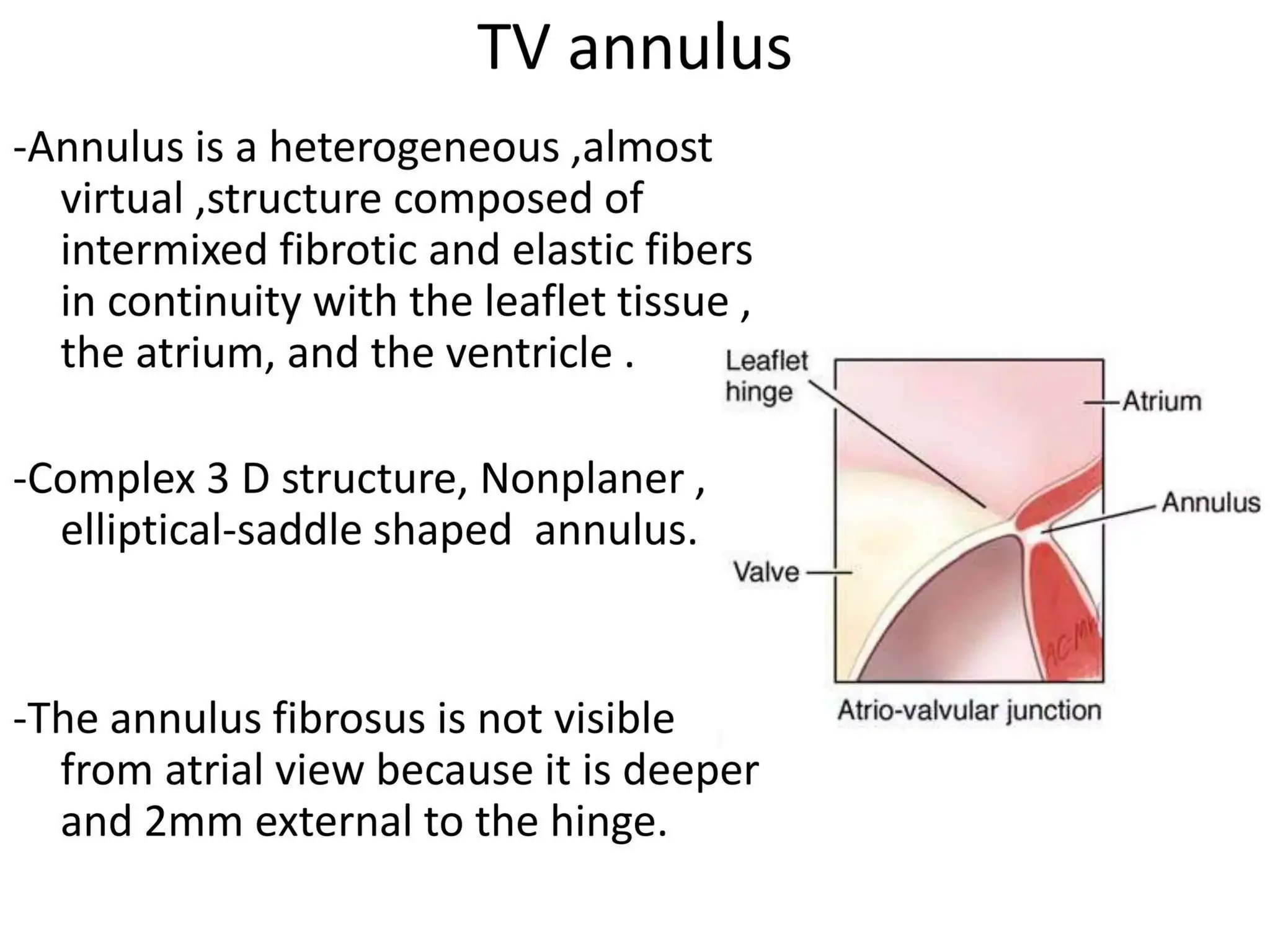 Anatomy Of Tricuspid Valve Dr Garv Ameta.pptx