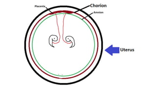 Anatomy of twin pregnancy | PPTX