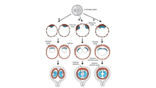 Anatomy of twin pregnancy | PPTX