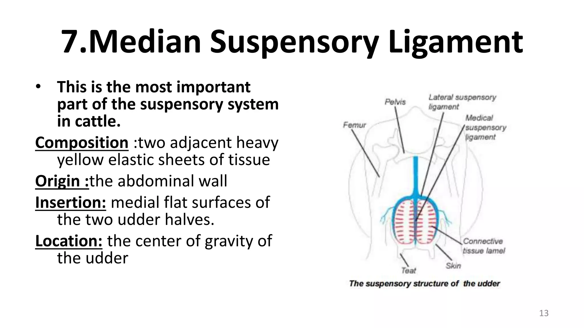 Anatomy & Affection of Udder & Teat | PPTX