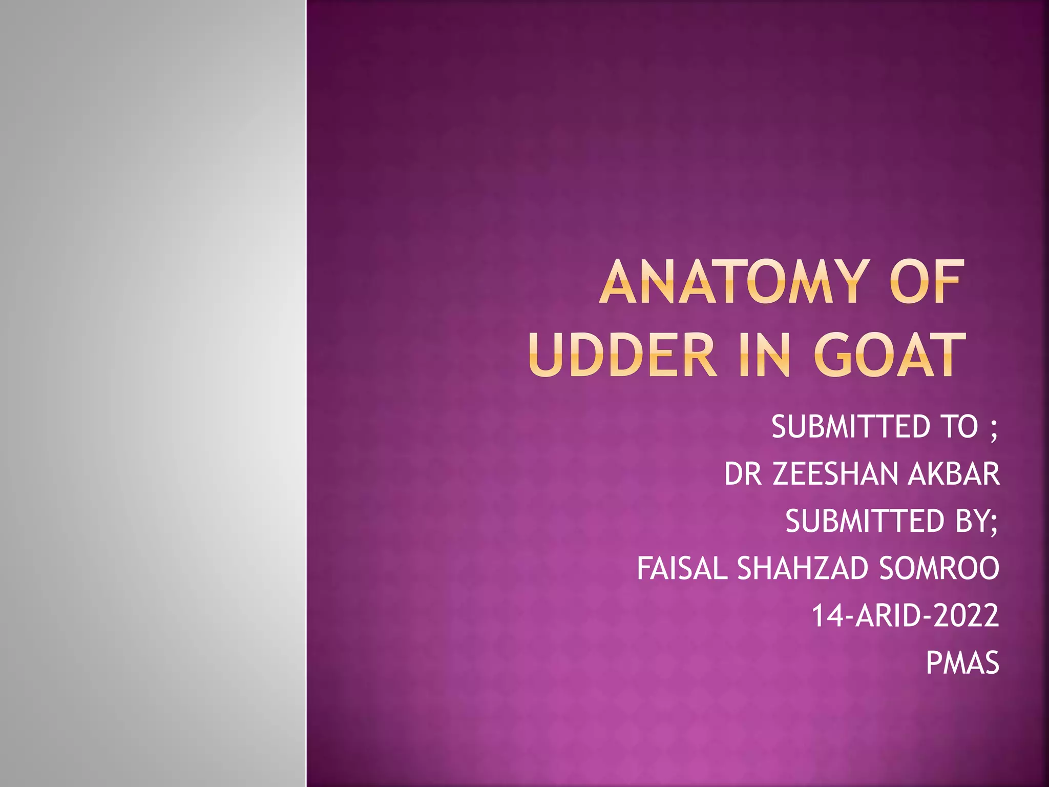 Anatomy of udder in goat | PPTX