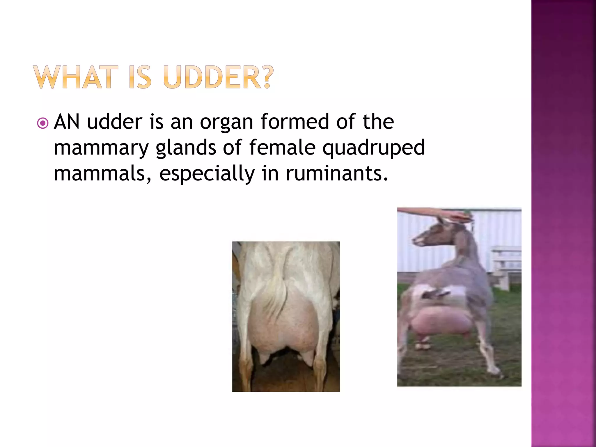 Anatomy of udder in goat | PPTX