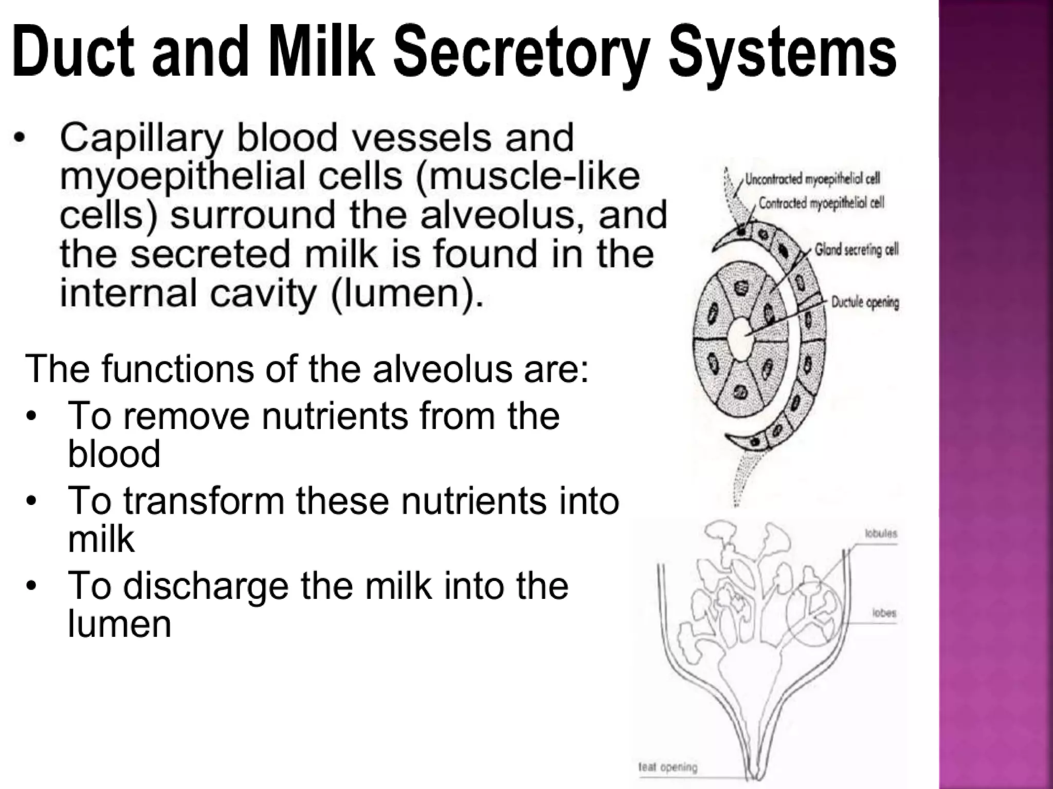 Anatomy of udder in goat | PPTX