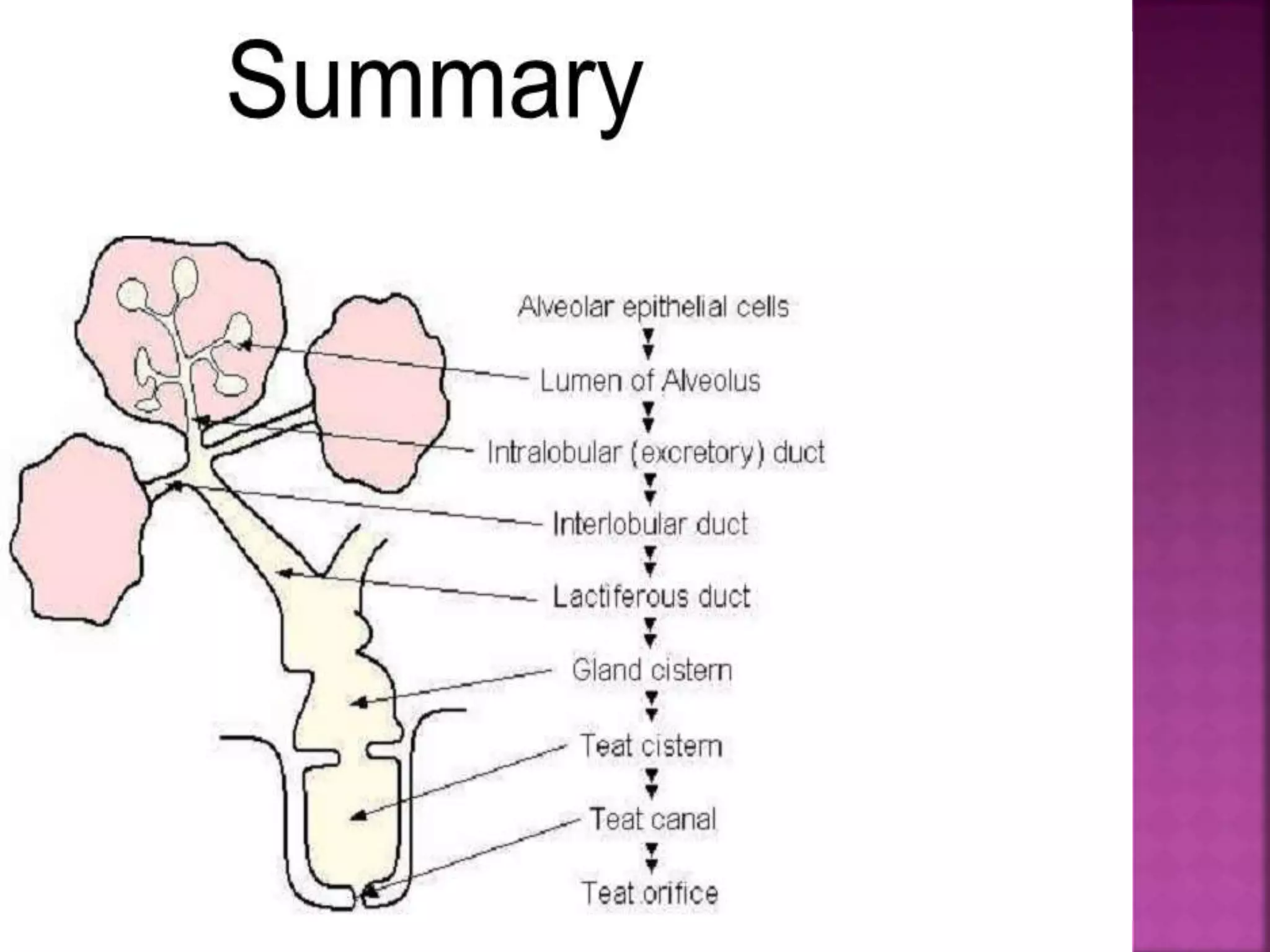 Anatomy of udder in goat | PPTX
