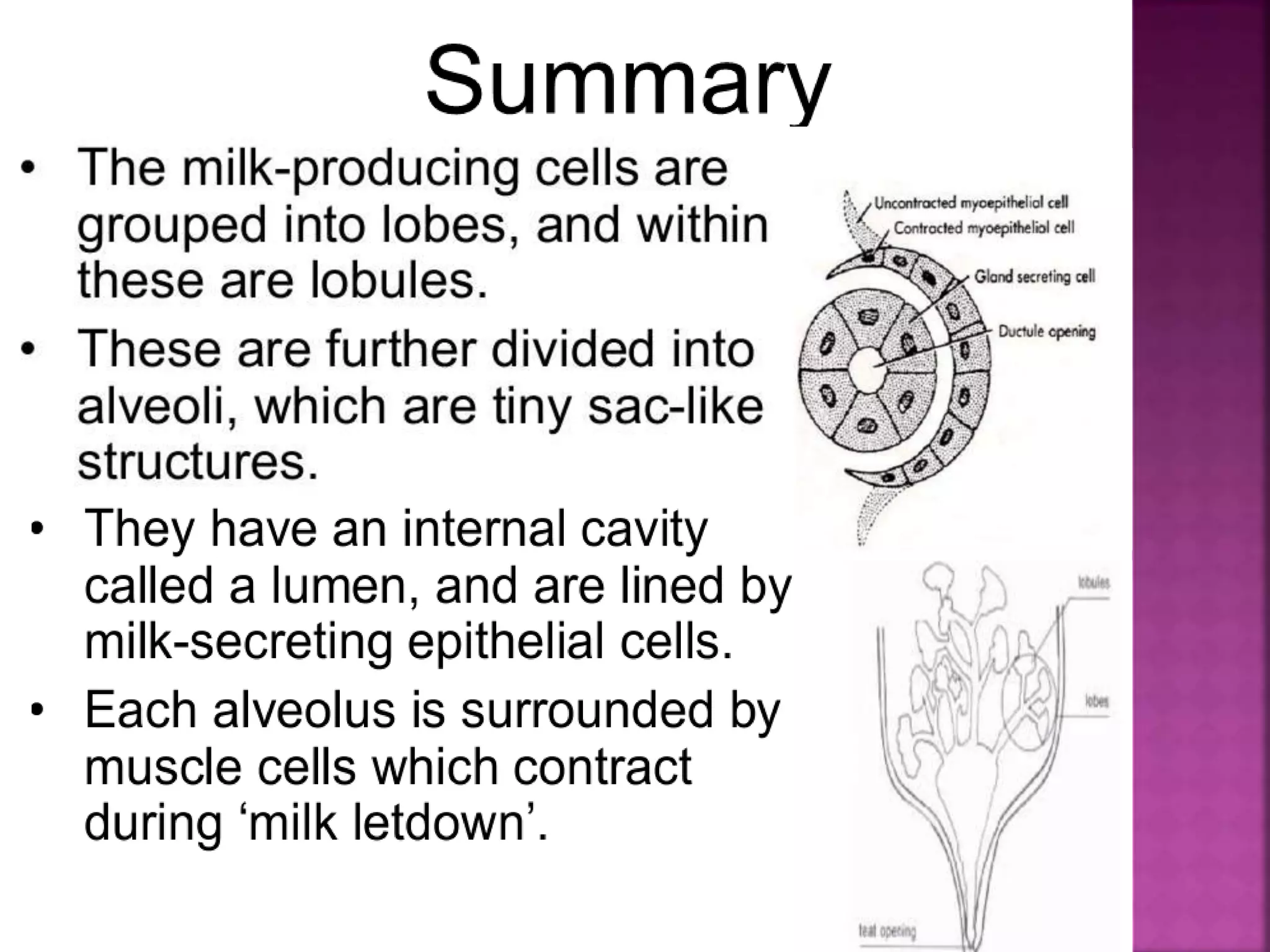 Anatomy of udder in goat | PPTX