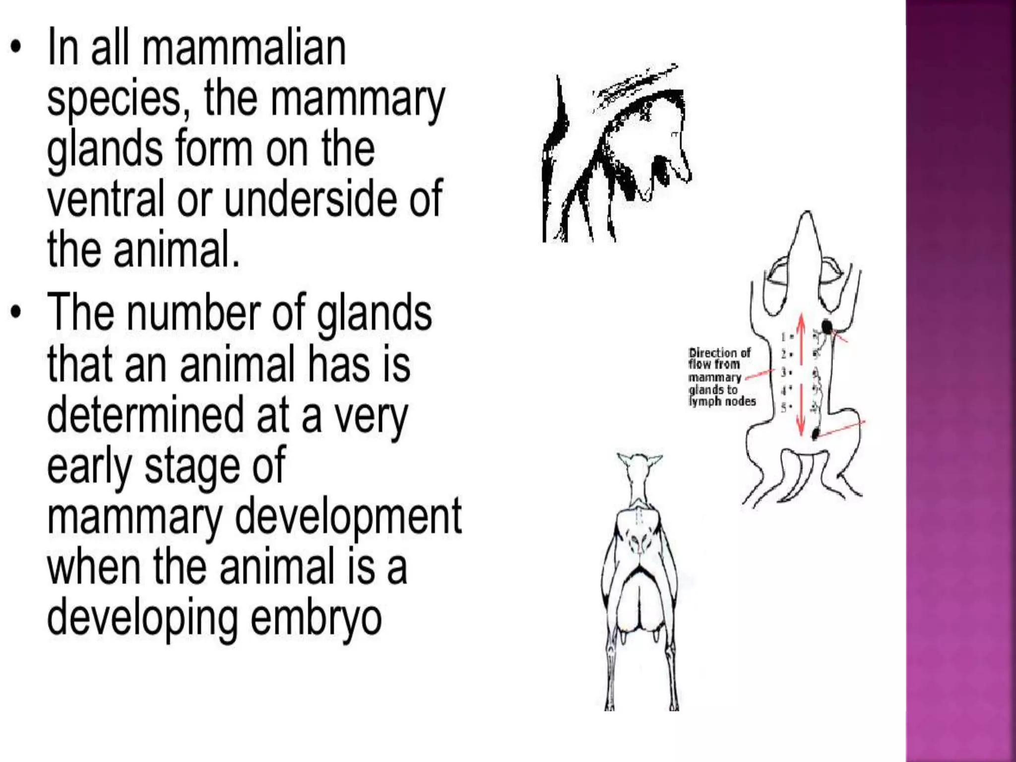 Anatomy of udder in goat | PPTX