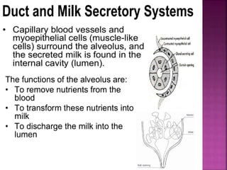 Anatomy of udder in goat | PPTX