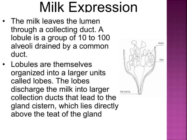 Anatomy of udder in goat | PPTX