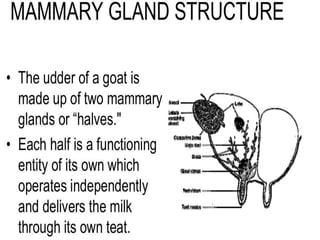 Udder Anatomy