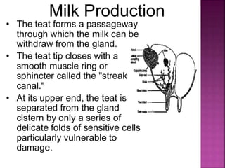 Dairy Cow Udder Anatomy