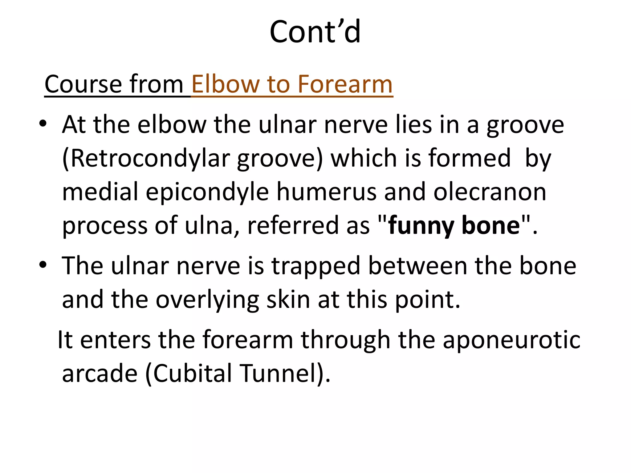 Anatomy of ulnar Nerve (Ulnar Nerve Anatomy) | PPTX