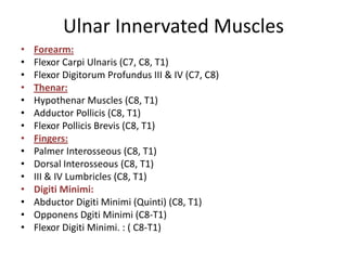 Anatomy of ulnar Nerve (Ulnar Nerve Anatomy) | PPTX