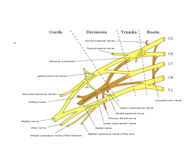 Anatomy of ulnar Nerve (Ulnar Nerve Anatomy)