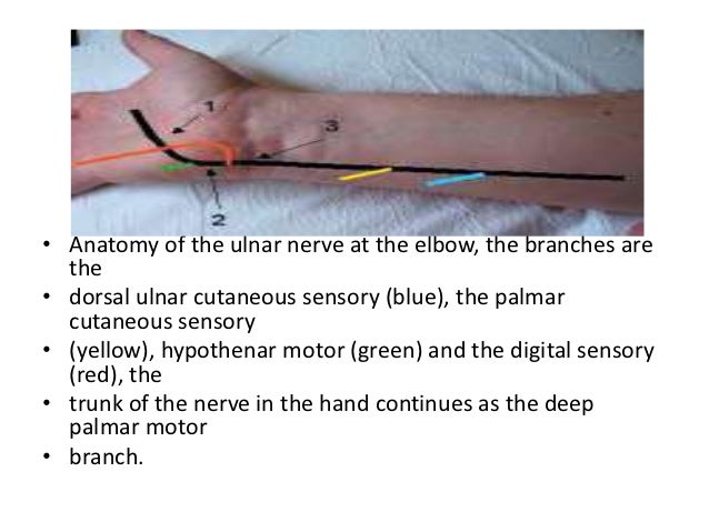 Anatomy of ulnar Nerve (Ulnar Nerve Anatomy)