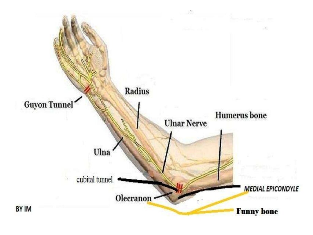 Anatomy Of Ulnar Nerve Ulnar Nerve Anatomy