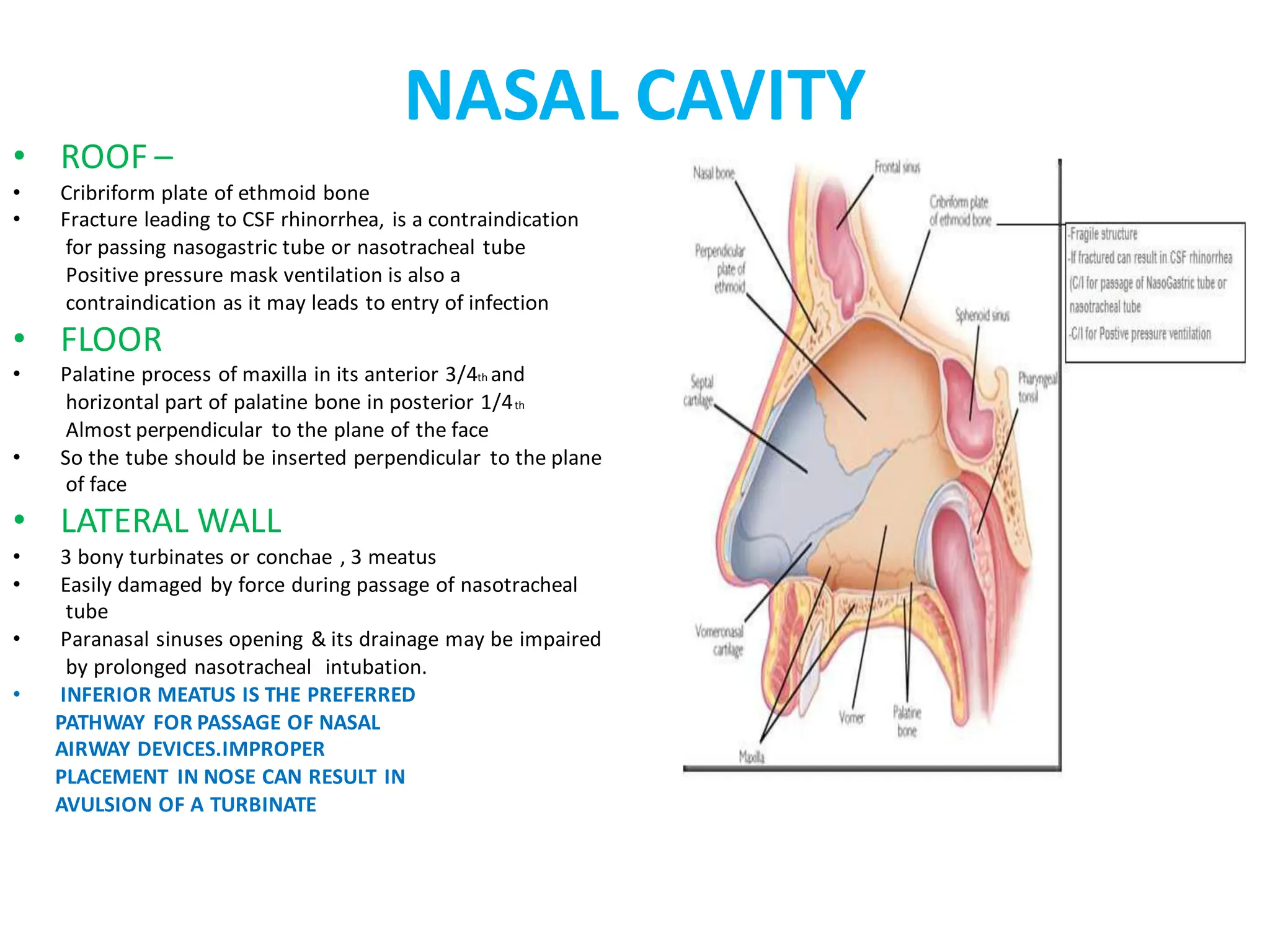 Anatomy of upper airway - a detailed description for anesthetist | PDF