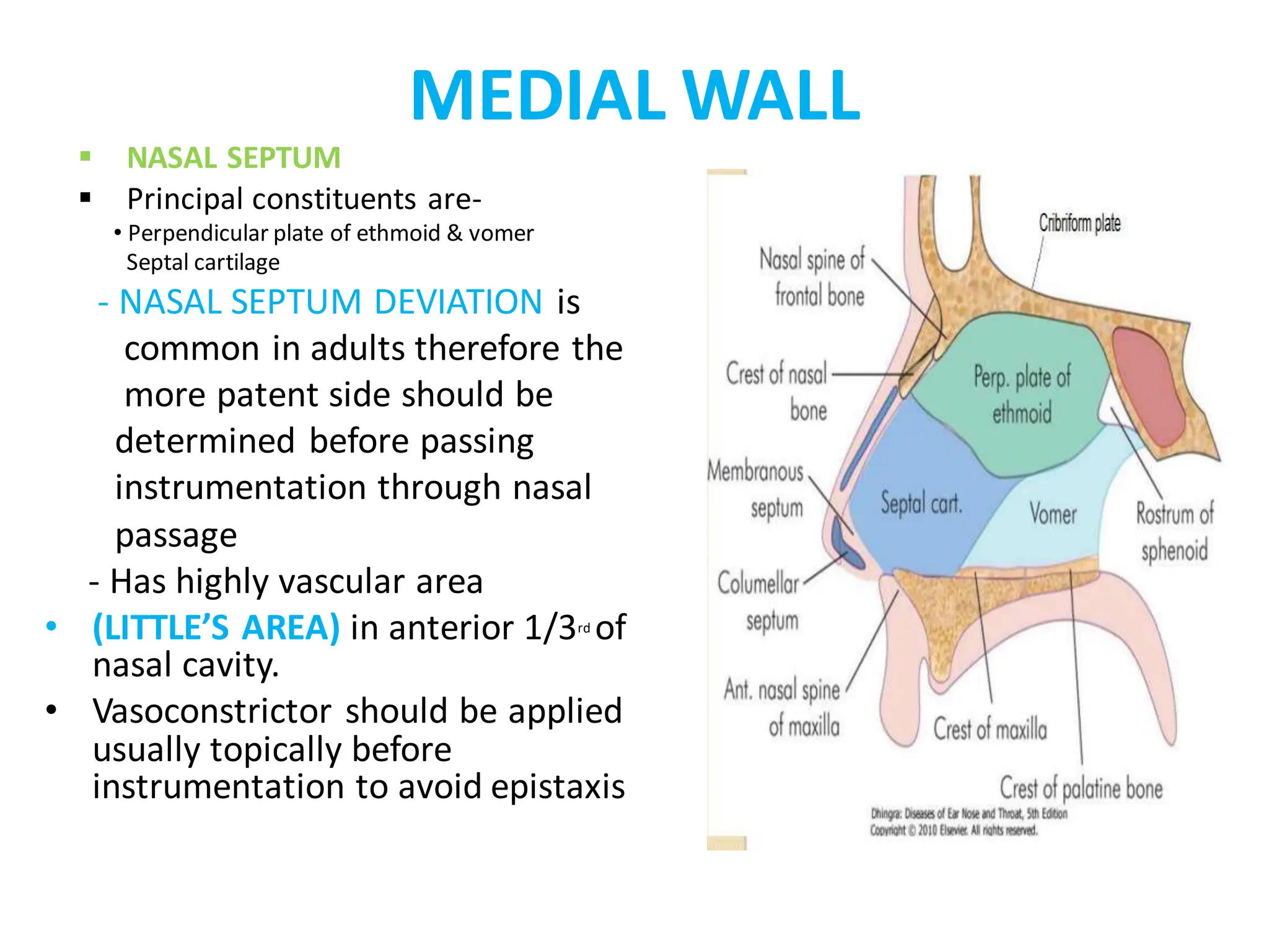 Anatomy of upper airway - a detailed description for anesthetist | PDF