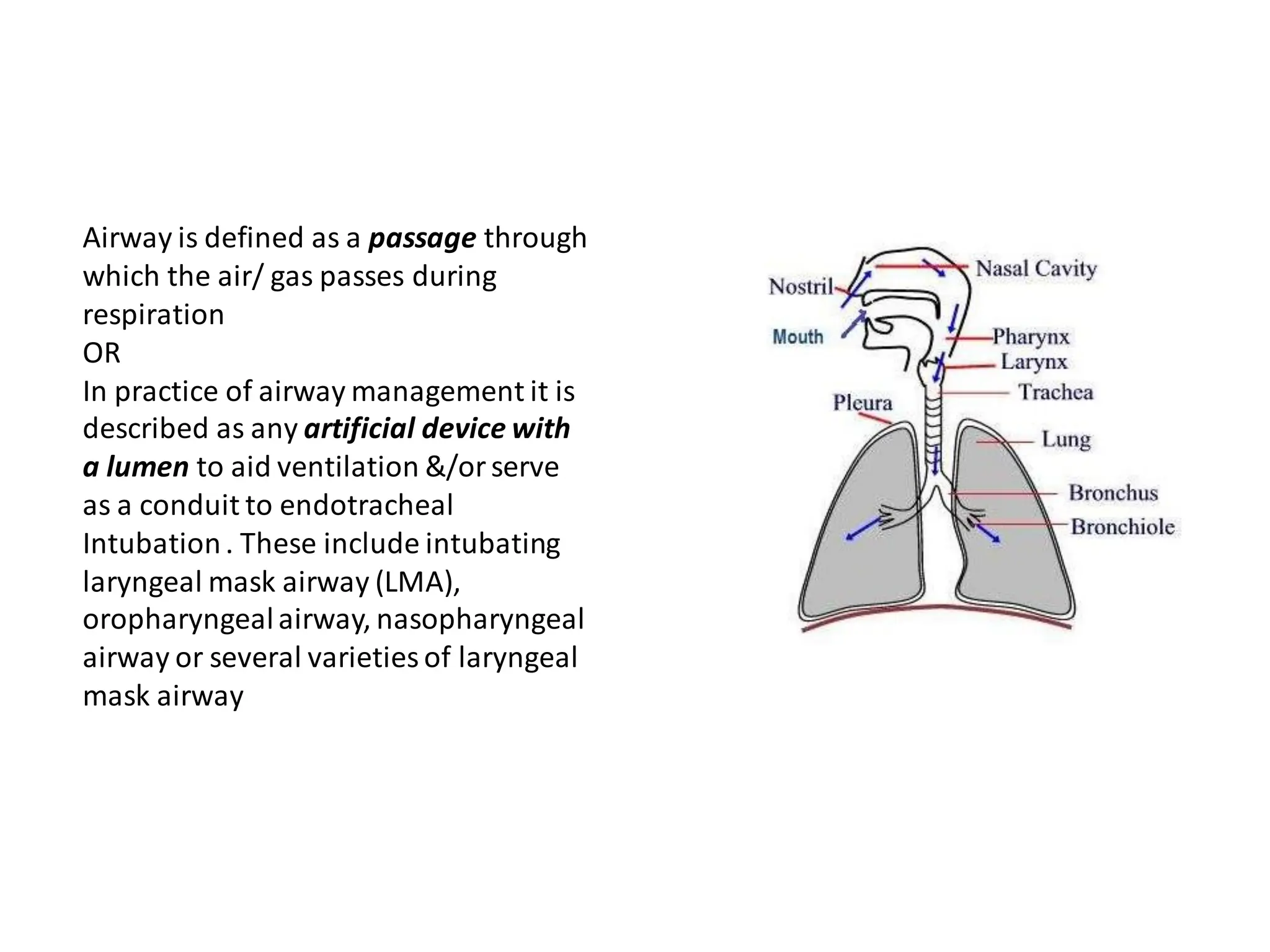 Anatomy of upper airway - a detailed description for anesthetist | PDF