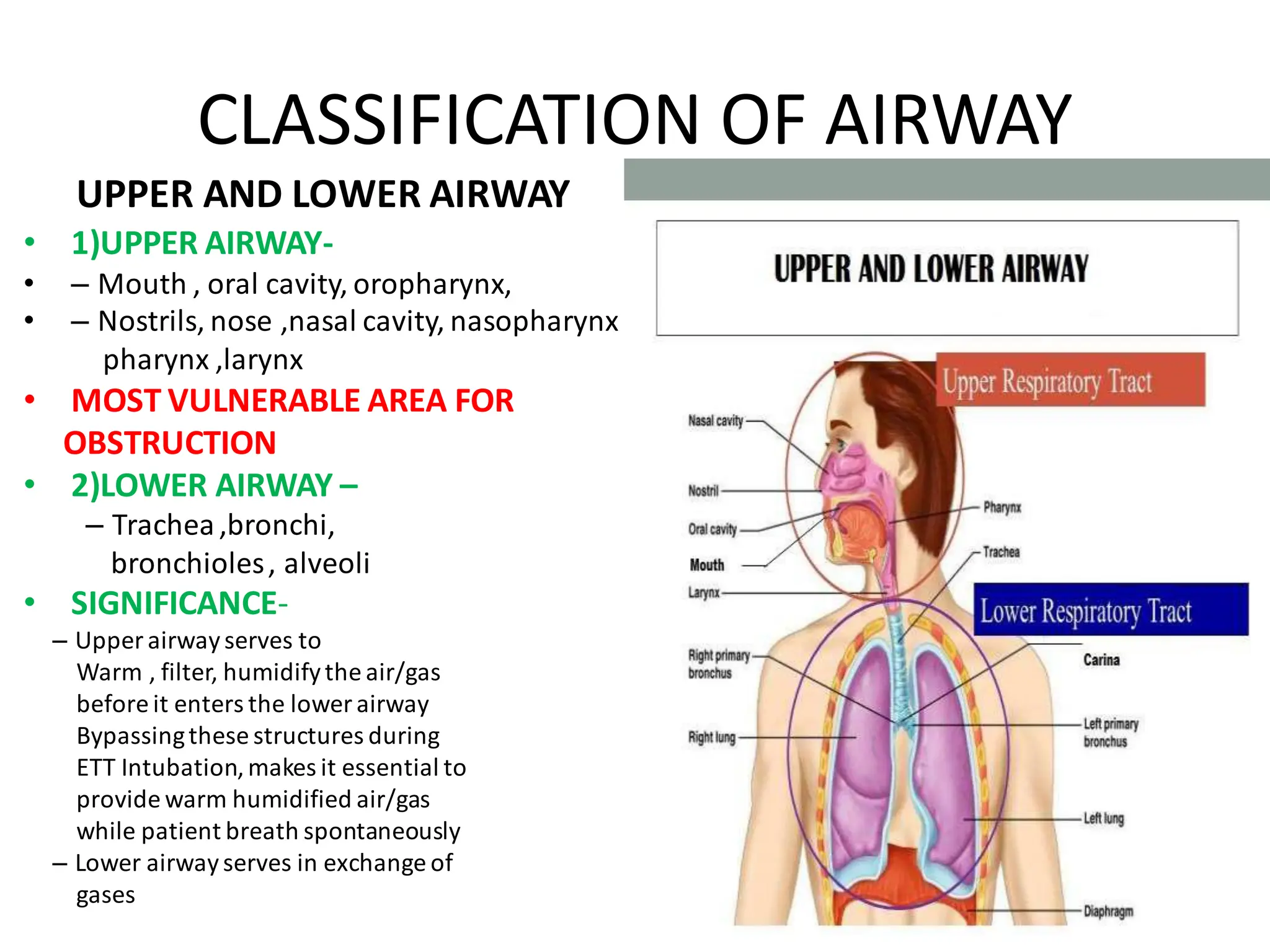 Anatomy of upper airway - a detailed description for anesthetist | PDF