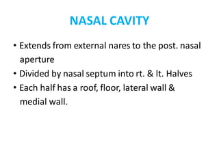 Anatomy of upper airway - a detailed description for anesthetist | PDF