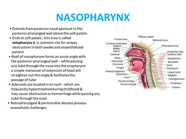 Anatomy of upper airway - a detailed description for anesthetist | PPT