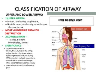 Anatomy of upper airway - a detailed description for anesthetist | PDF