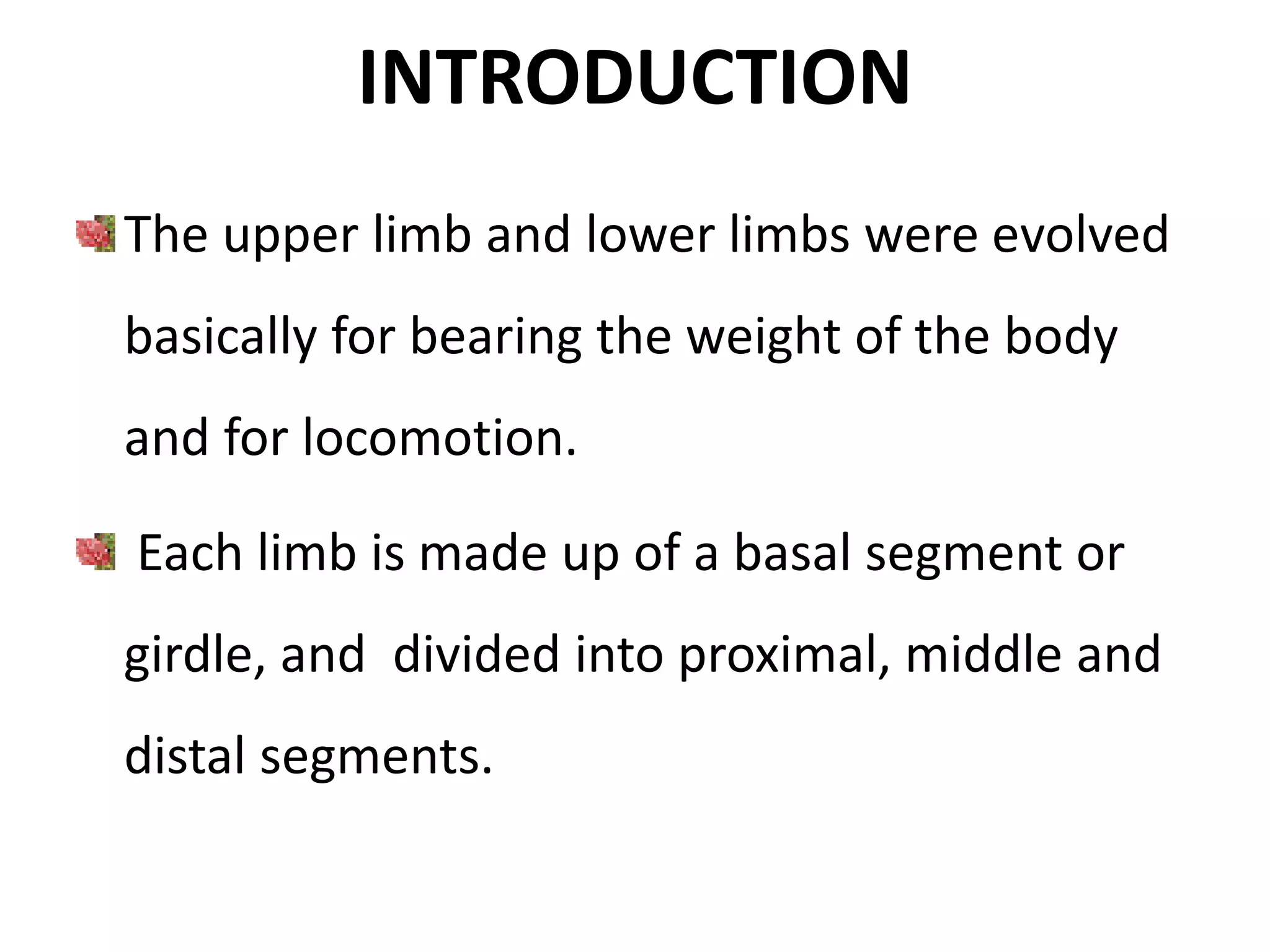 Anatomy of upper and lower limb | PPTX
