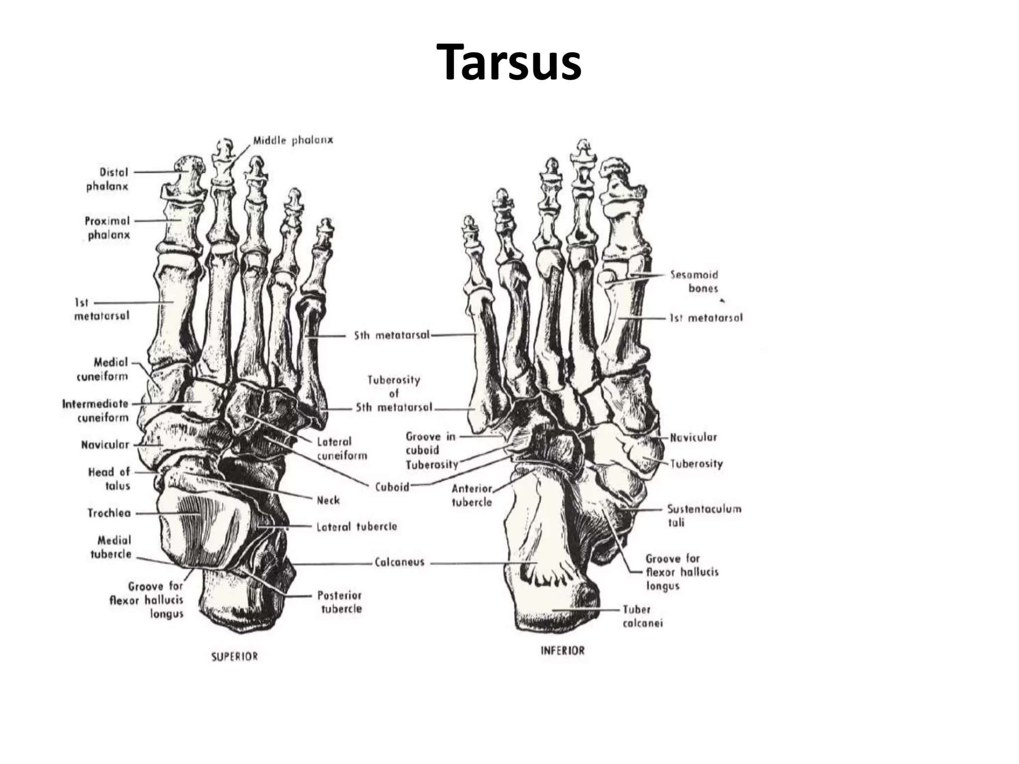 Anatomy of upper and lower limb | PPTX