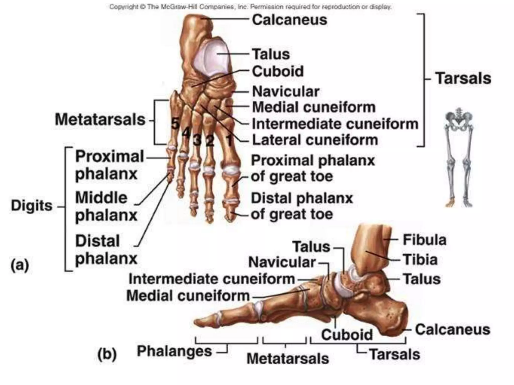 Anatomy of upper and lower limb | PPTX