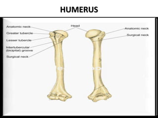 Anatomy of upper and lower limb | PPTX