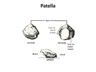 Anatomy of upper and lower limb | PPTX