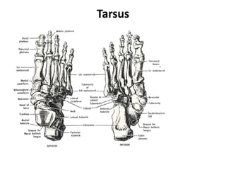 Anatomy of upper and lower limb | PPTX
