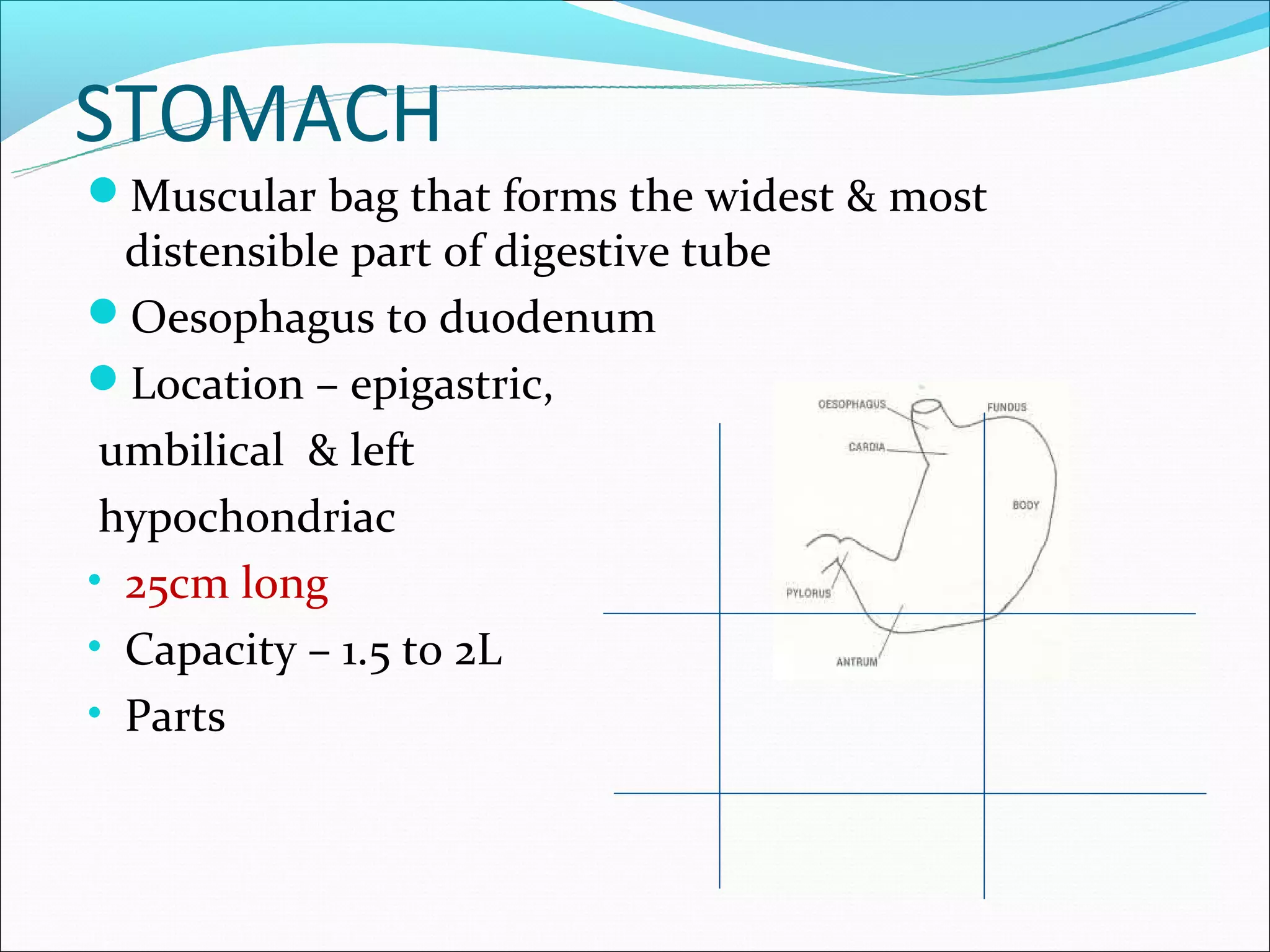 Anatomy of upper gi | PPT
