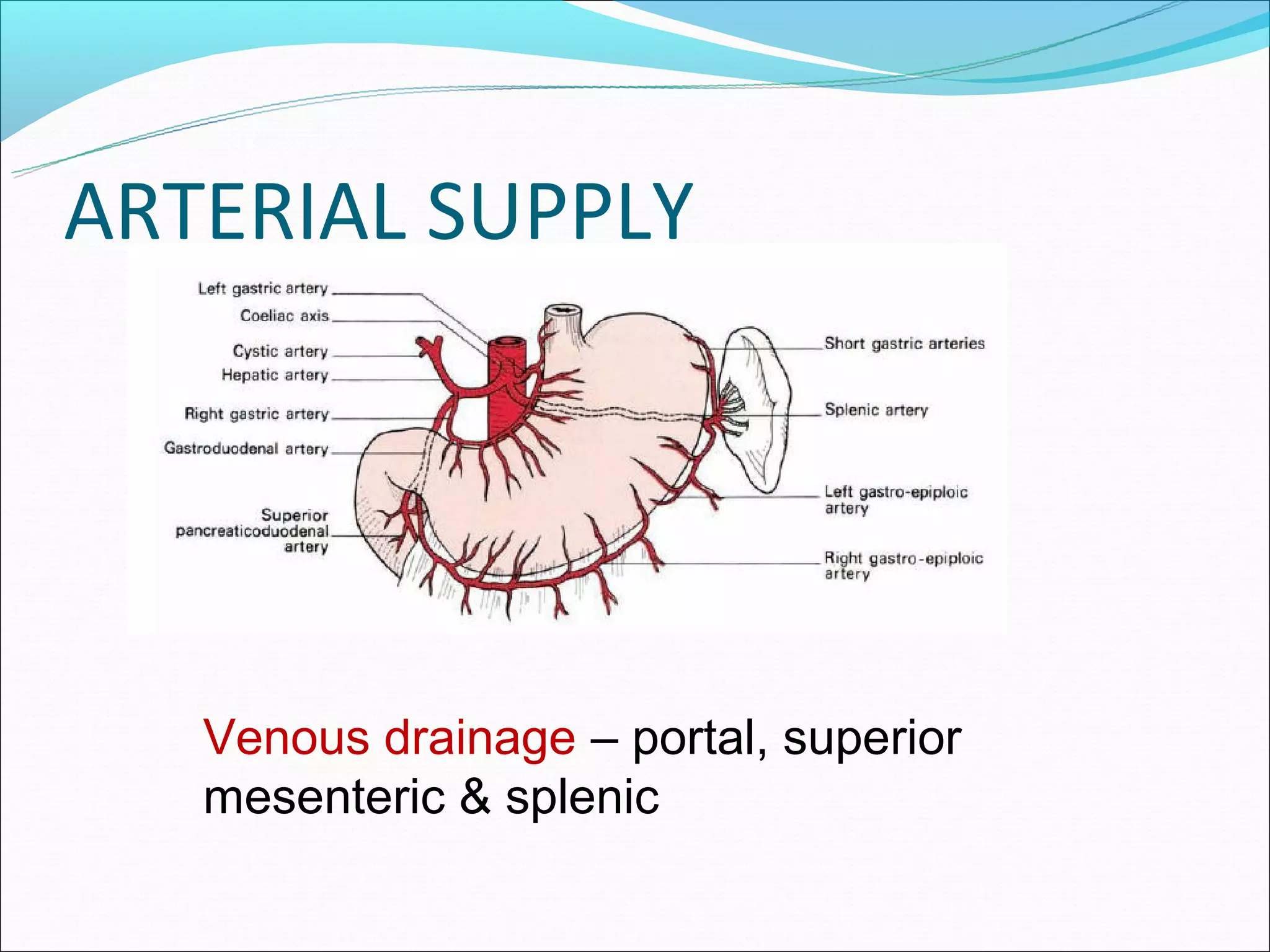 Anatomy of upper gi | PPT