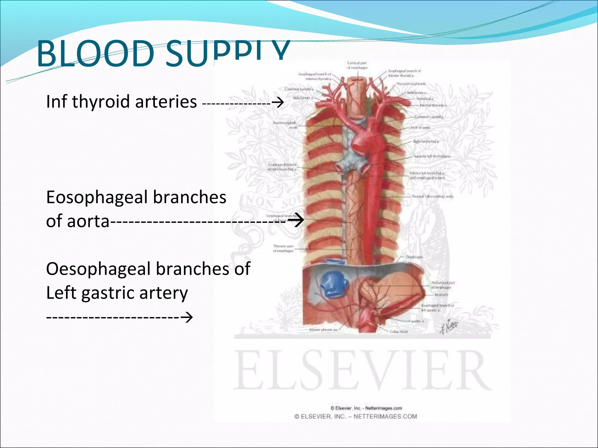 Anatomy of upper gi | PPT