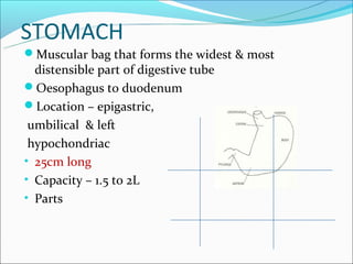 Anatomy of upper gi | PPT