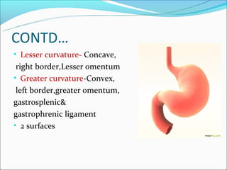 Anatomy of upper gi | PPT