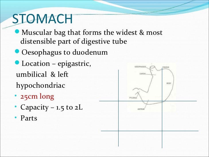 Upper Gastrointestinal Tract Diagram
