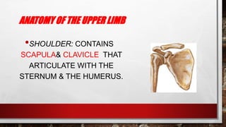 Anatomy of upper limb | PPTX