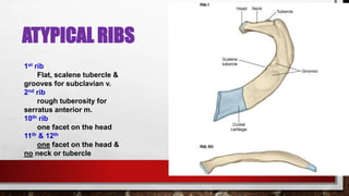 Anatomy of upper limb | PPTX