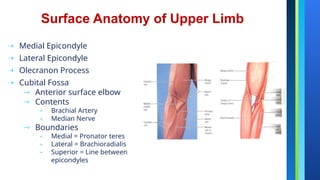 anatomyofupperlimb-1345780420055830.pptx